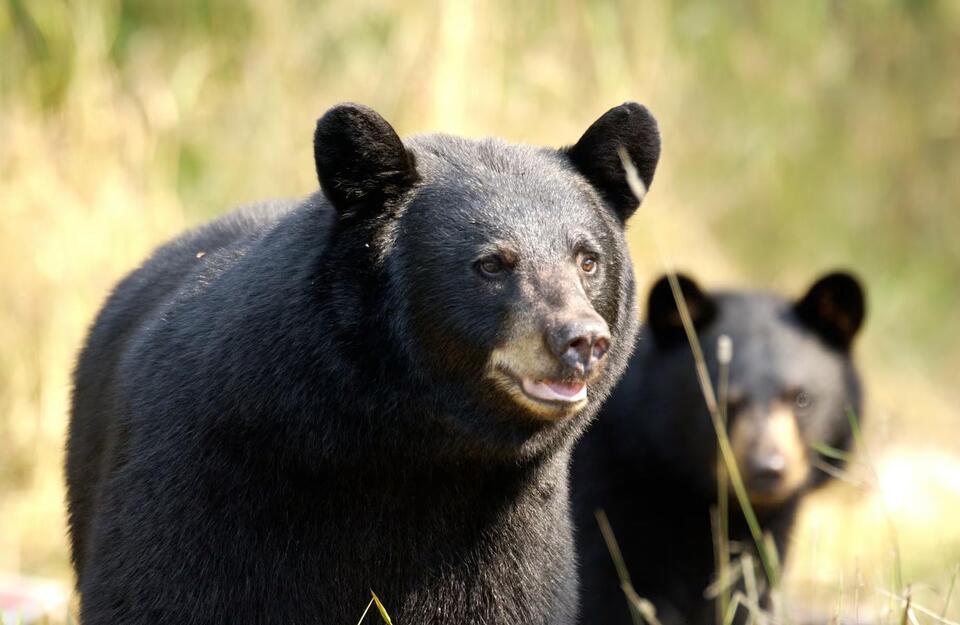 There’s been 100 bear complaints in Michigan in 2025: Here’s tips to ...