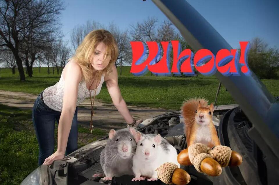 Car rodent infestation this winter in NJ can cost you thousands - NewsBreak