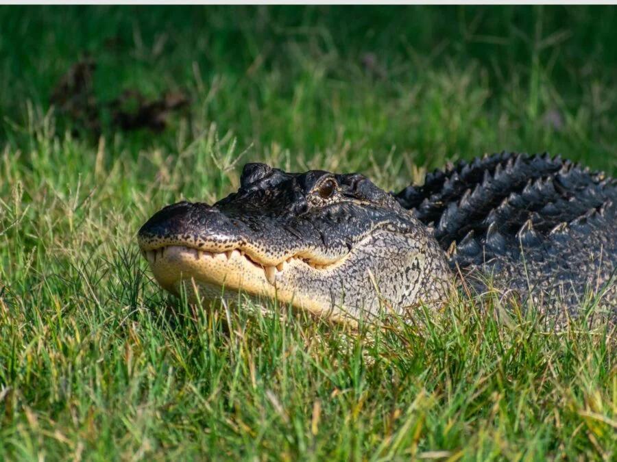 Applications for summer alligator lottery harvest are now open - NewsBreak