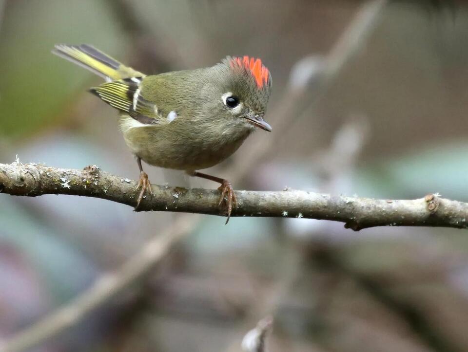 18 Green Birds You Can Spot in Austin (With Identification Guide ...