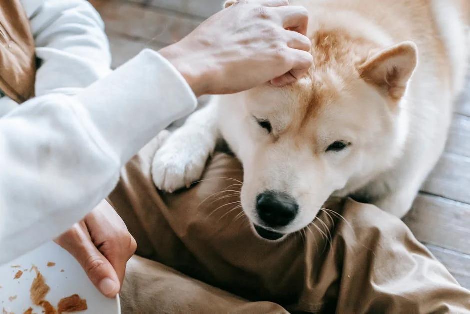 10 Ways an Akita Shows They’re Your Silent, Fierce Guardian - NewsBreak
