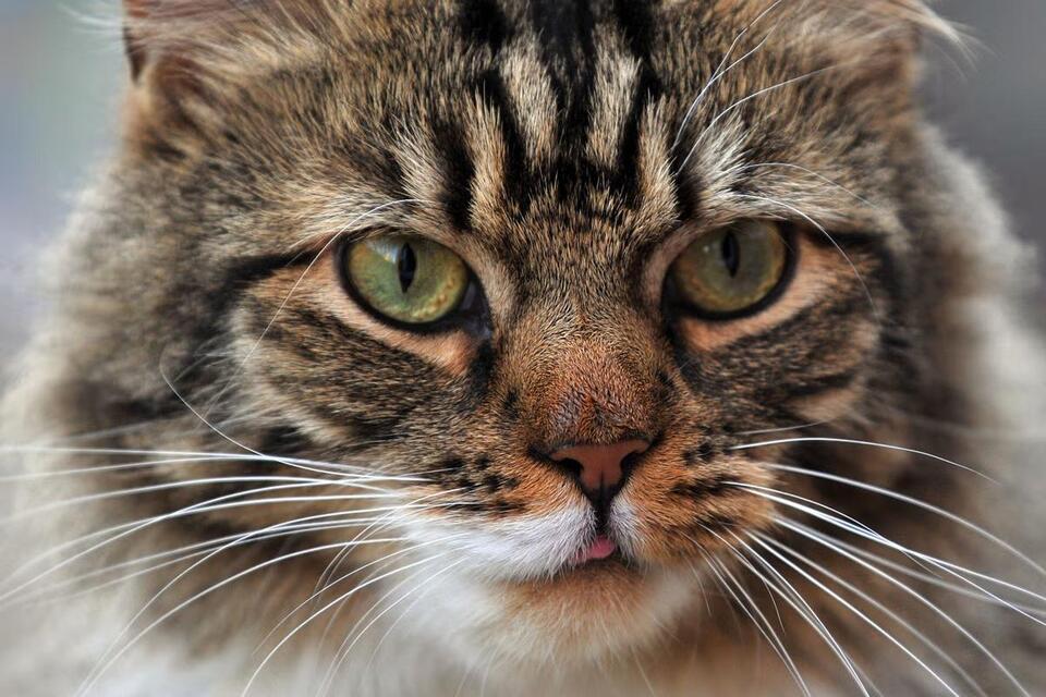 Fifth of cat owners happy to break new law despite huge fine - NewsBreak