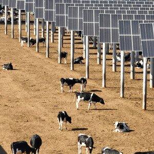 98% greenwashing: Big Meat follows in Big Oil’s footsteps - NewsBreak