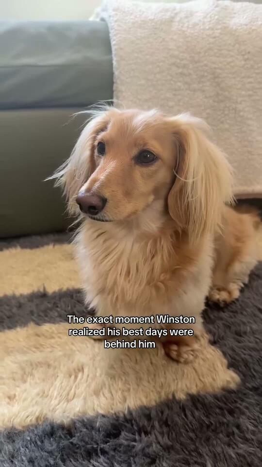 Speed vs Speed The fastest driver in the world Max Verstappen vs the ...