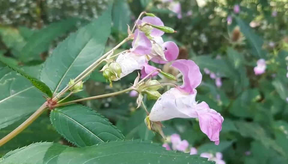 Another Invasive Plant in Kalamazoo? This Time It’s Jewelweed - NewsBreak