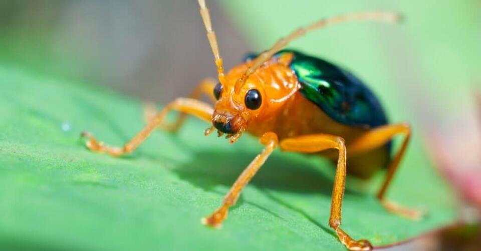 Whoa! Check Out These 12 Animals That Spit Acid - NewsBreak