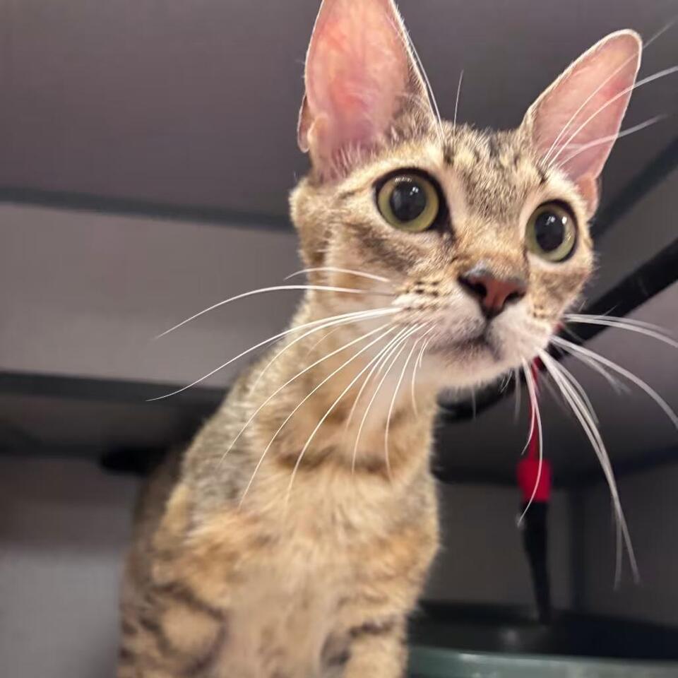 🐱 Sweet Cats and Kittens Ready for Adoption in Santa Maria - NewsBreak