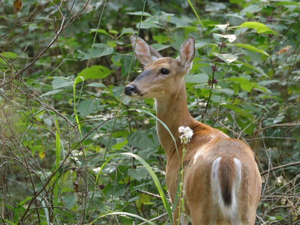 2024-25 Pa. Hunting Licenses Set to Go on Sale - NewsBreak
