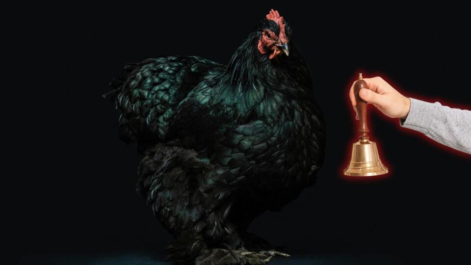 Creepiest Missouri Ghost Tale? Chickens Wearing Bells - NewsBreak