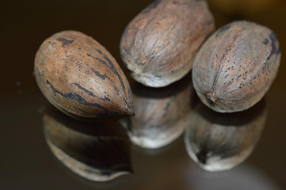 Top 10 Fruits You Can Grow in Your Backyard in Texas - NewsBreak