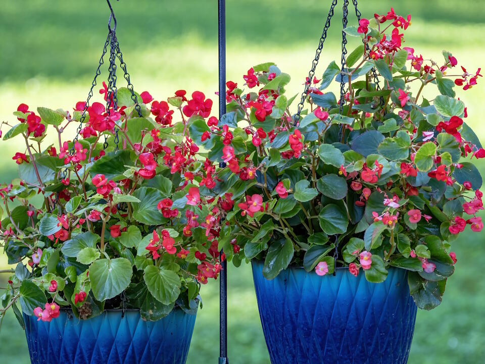 How to grow begonias in pots – 5 expert tips to keep these flowering ...