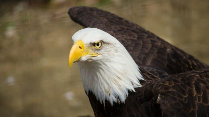 12 Creatures You will See in Yellowstone - NewsBreak