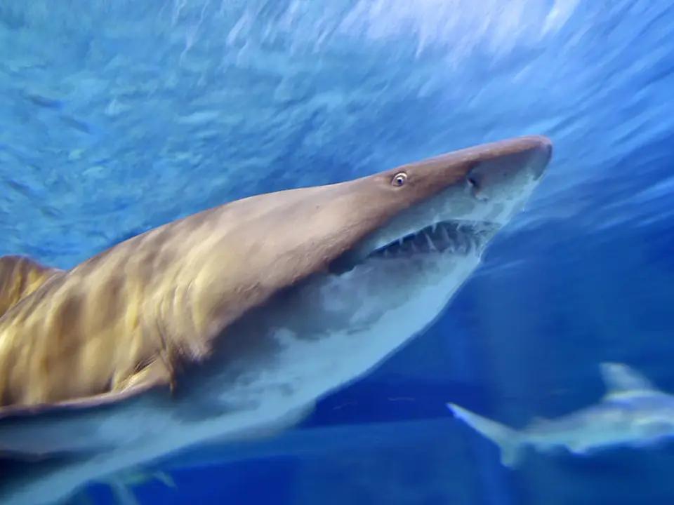 Shark Watch: What to do if you see a shark at the beach