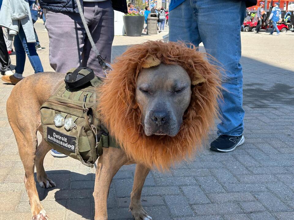 Prowling the city's streets, Detroit Ambassadog combines owner's ...