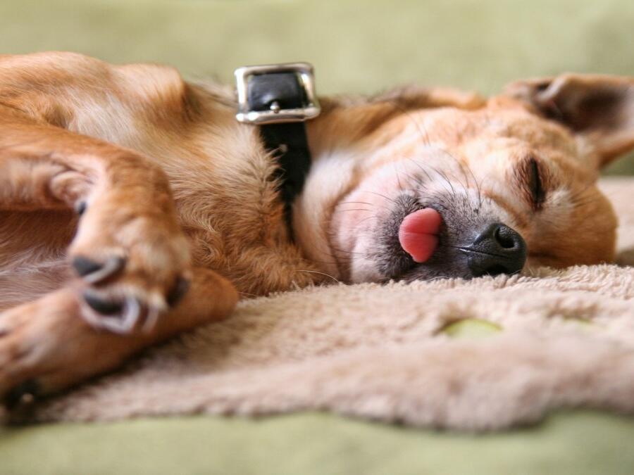 Chihuahua Mix Foster's 'First Peaceful Sleep' Outside Shelter Is ...