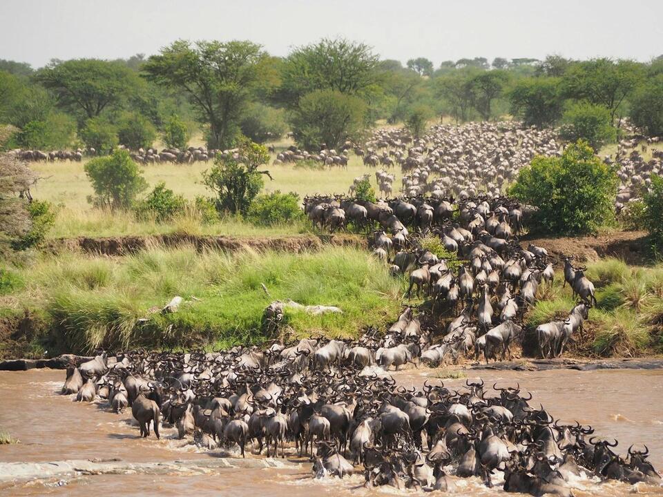 Space Weather and Its Effect on Animal Migration Patterns - NewsBreak