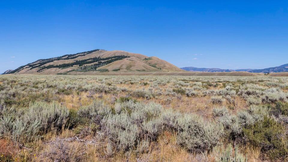 Rancher orchestrates incredible project to bring iconic predators back ...