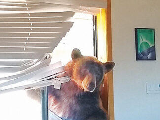 California’s first fatal black bear attack reported