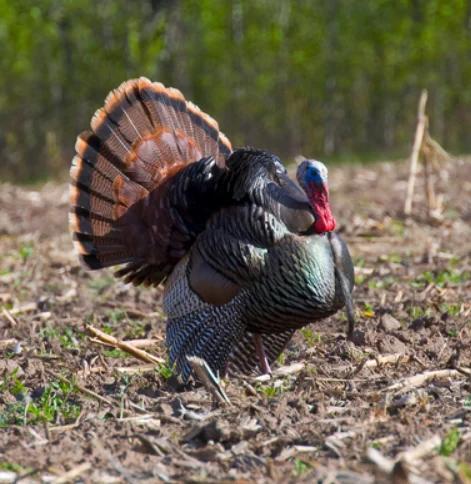 Bonus spring turkey tags are now being sold by DNR - NewsBreak