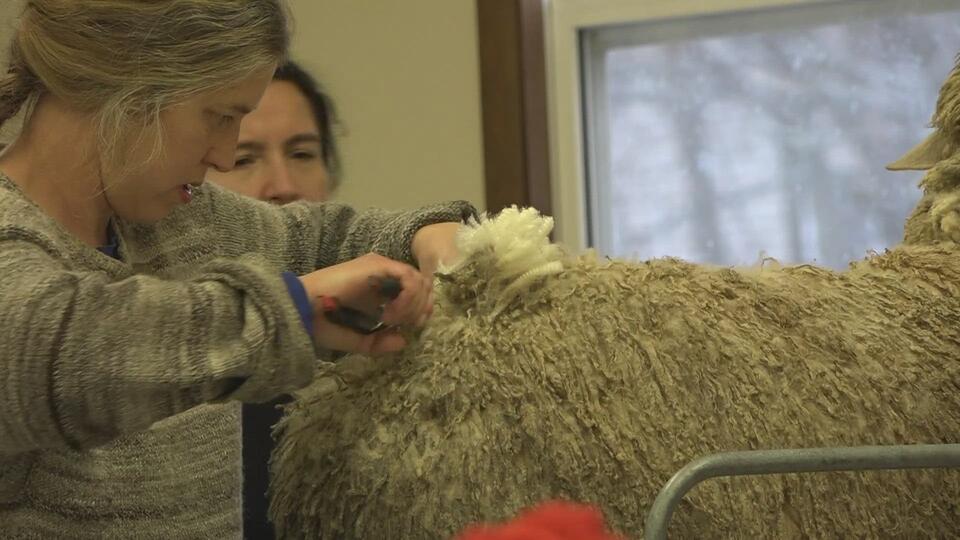 Mainely Spinners race to turn sheep into sweater for cancer fundraiser ...
