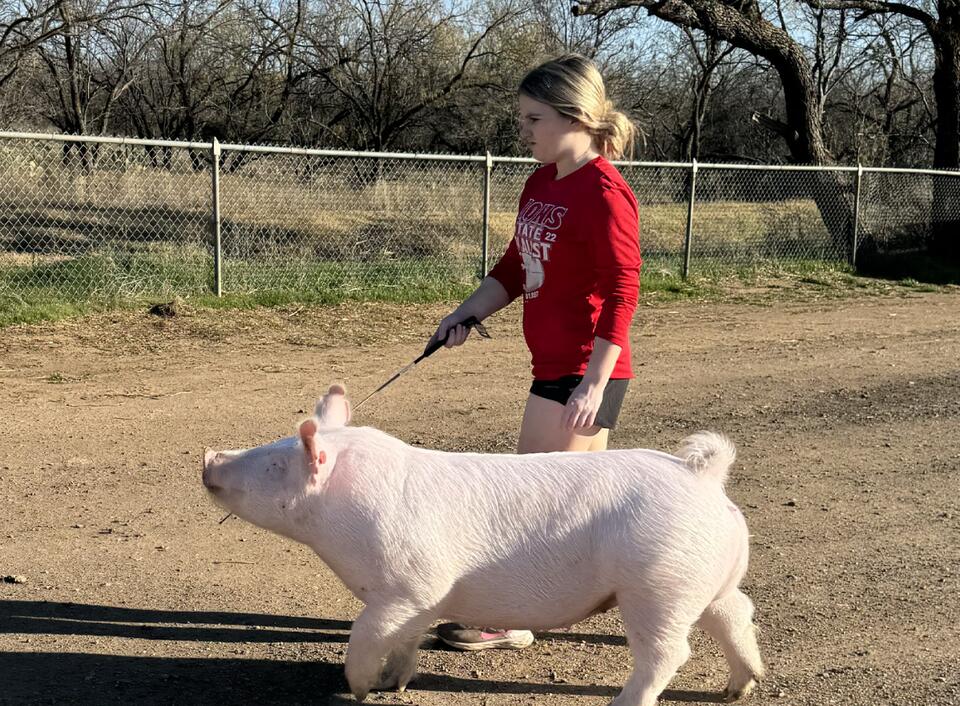 Plans finalized for county stock show - NewsBreak