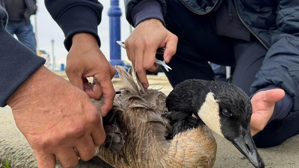 California Rescuers Rush to Save Trapped Goose Helplessly Tangled in ...