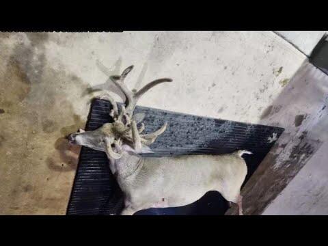 Potentially Record Breaking 18-Point Doe (Yes, A Doe) Killed By ...