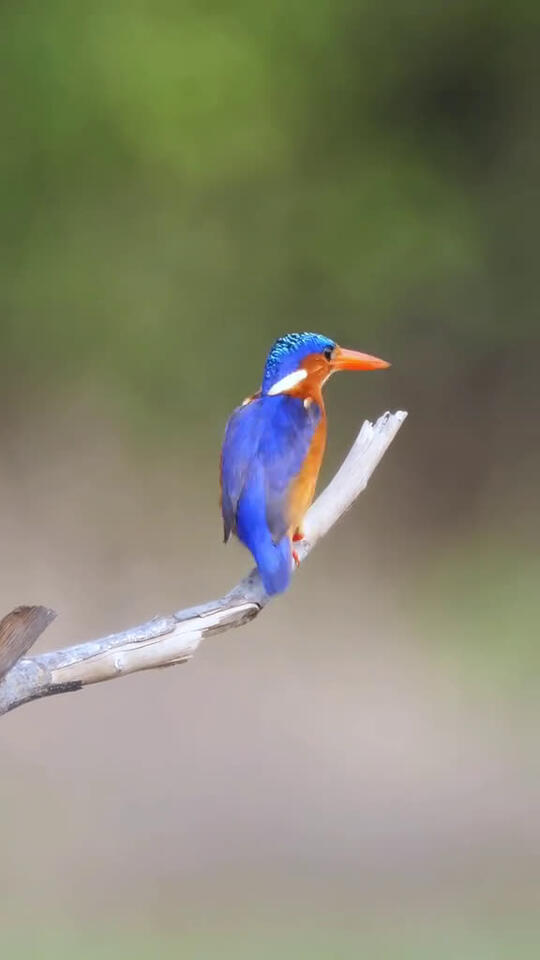 Master of fishing , a kingfisher catching fish, just like a natural ...