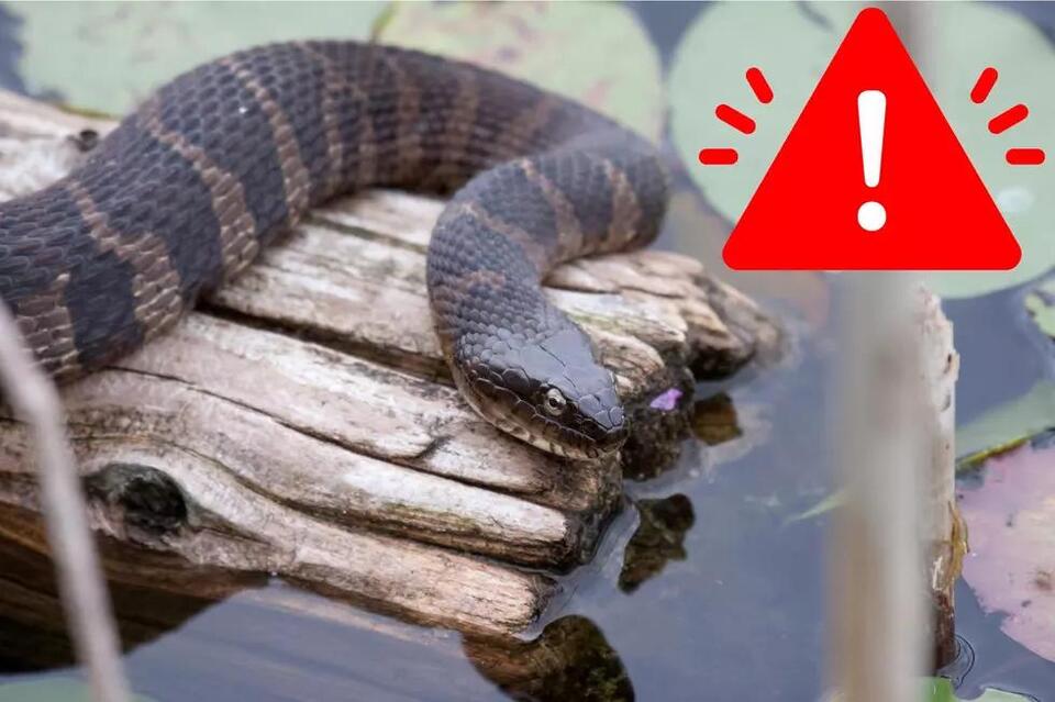 Popular Lake In MI And OH Named Most Snake-Infested In The Nation ...