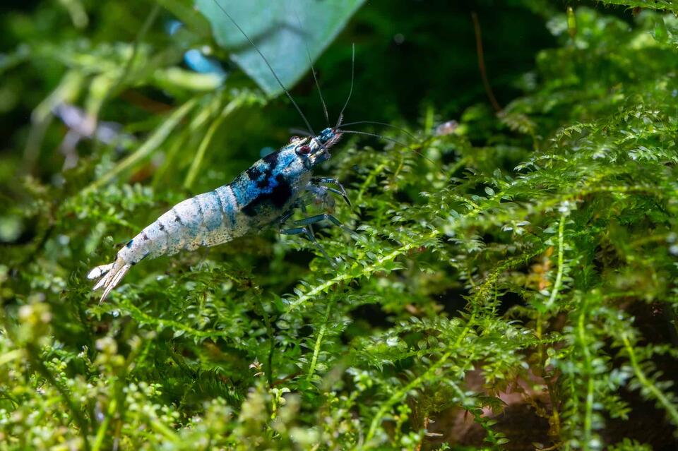 Aquarium Shrimp Go Wild for a Slice of Cucumber - NewsBreak