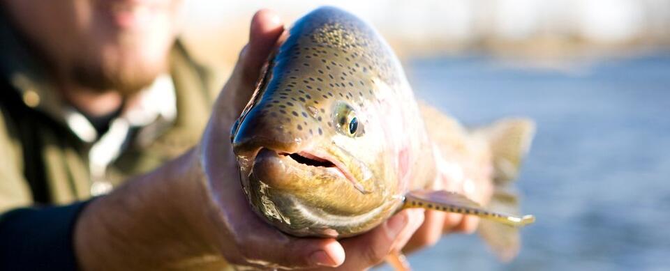 Fish Suffer Up to 22 Minutes of Intense Pain When Taken Out of Water ...