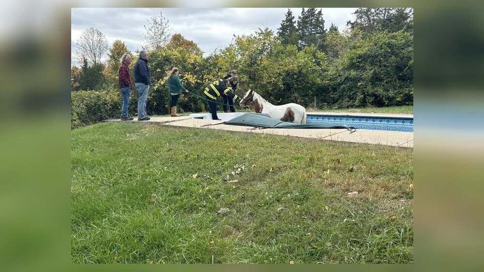 Area firefighters rescue blind horse from swimming pool - NewsBreak