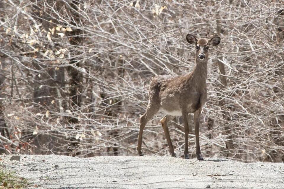 What you should known about Maine’s antlerless deer permit system - NewsBreak
