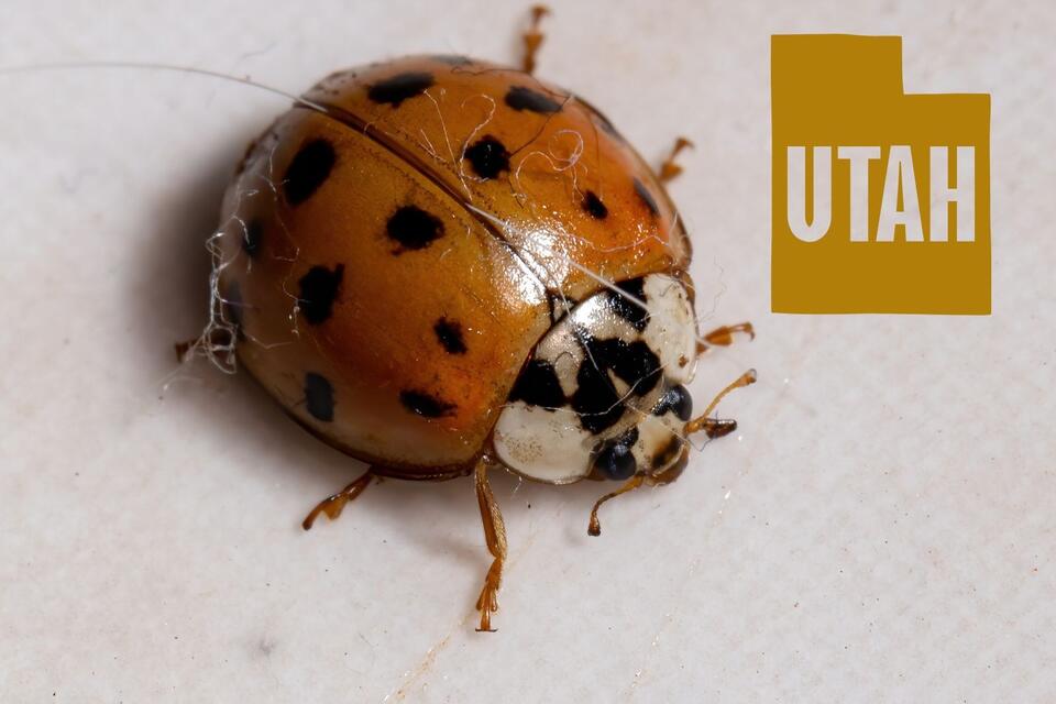 Dirty Insect Now Invading Your Utah Home Isn't a Ladybug - NewsBreak