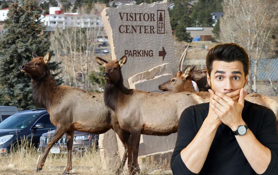 Oblivious Woman Walks By Elk In Estes Park Like Nothing is Weird ...