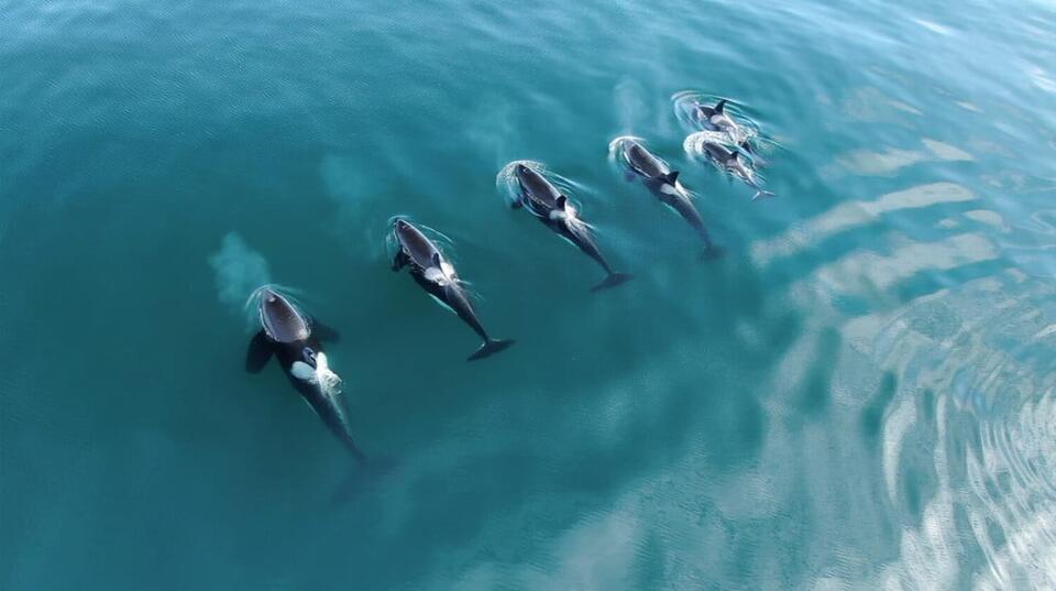 Organized Orcas Break Through the Ice to Snatch a Seal - NewsBreak