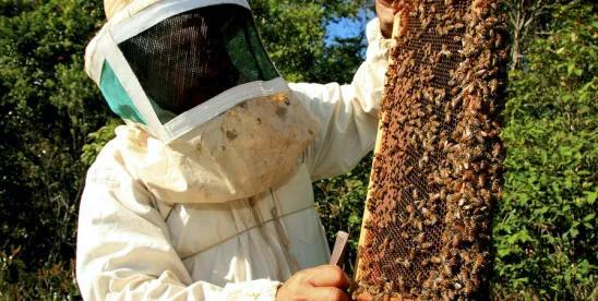 FDA Releases Honey Sampling Results - NewsBreak