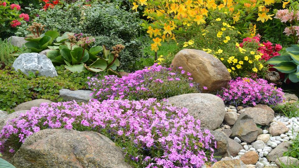 Rock garden plants – 10 of the best varieties and how to grow them ...