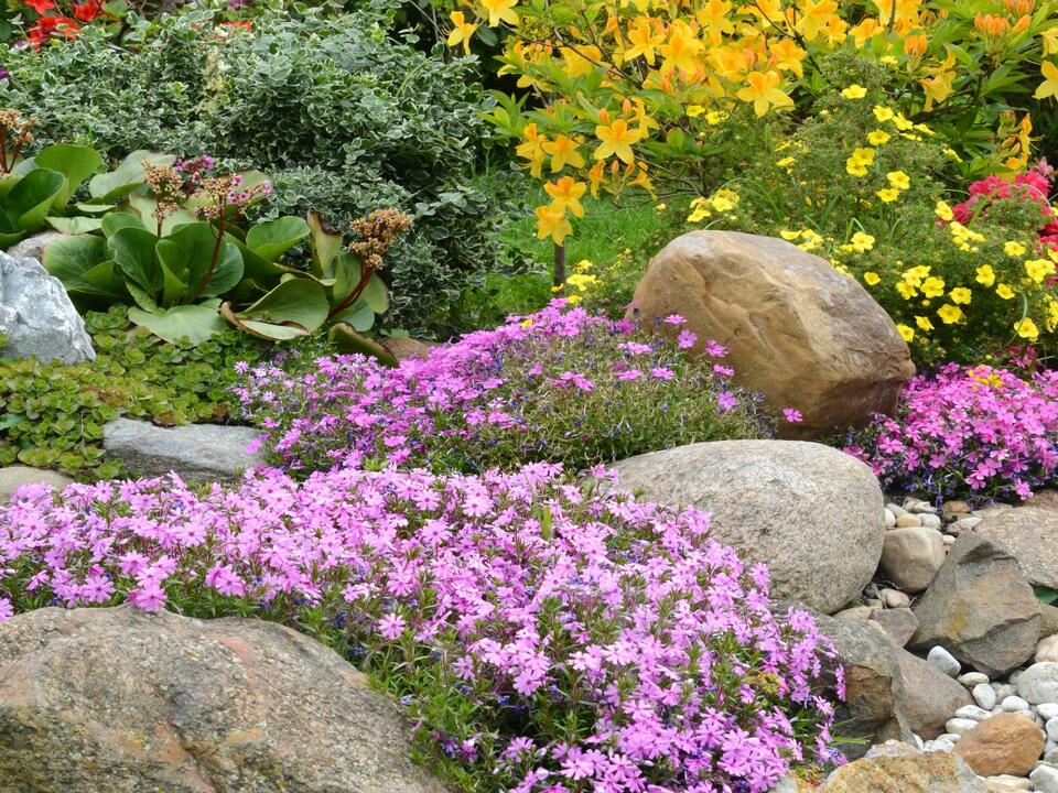 Rock garden plants – 10 of the best varieties and how to grow them