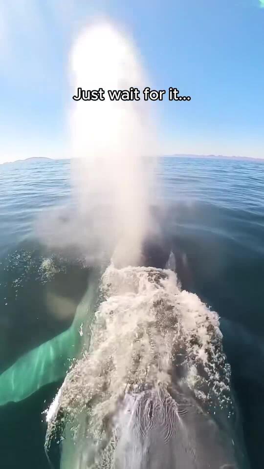 Try hitching a ride on a mucus express snotbot with Insta360 X3 whale ...