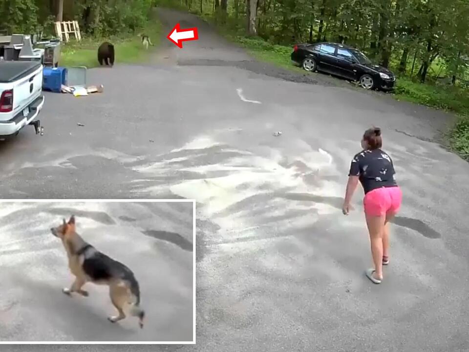 Bear chases dog and Minnesota woman in heart-pounding video: ‘Lunged at me’