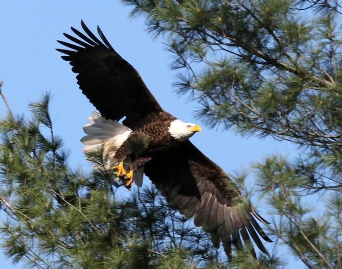 Bald eagle found dead near nest in Columbiana County - NewsBreak