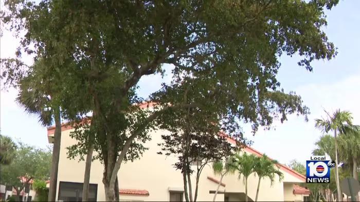 Battling infestation of black olive trees across South Florida - NewsBreak