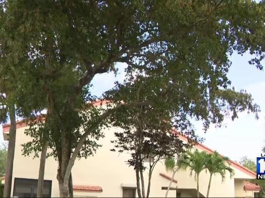 Battling infestation of black olive trees across South Florida