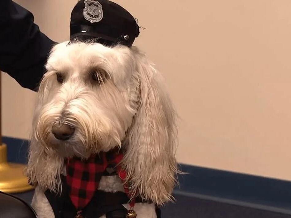 Asheville police dog wins national award for providing comfort during ...