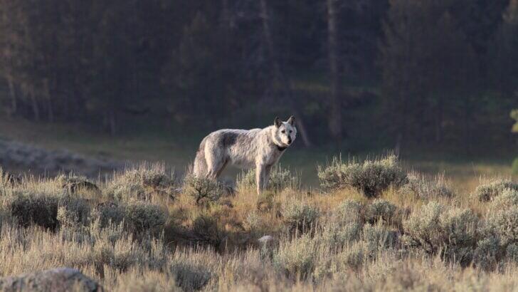 Inside the Drama of the Most Famous Wolf Pack in Yellowstone - NewsBreak