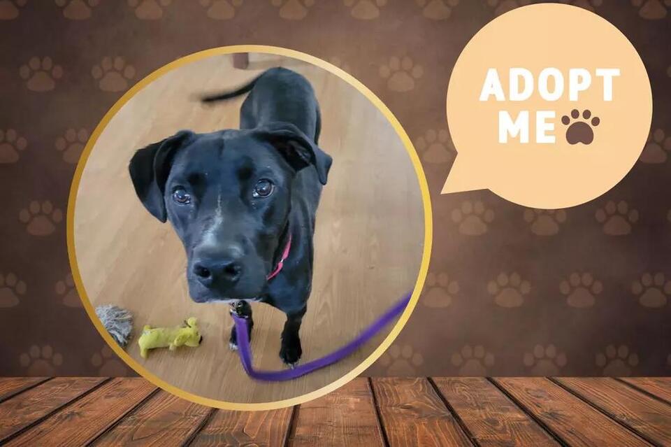 Meet Luna Our Urgent Pet of the Week At All Kind Animal Initiative In ...