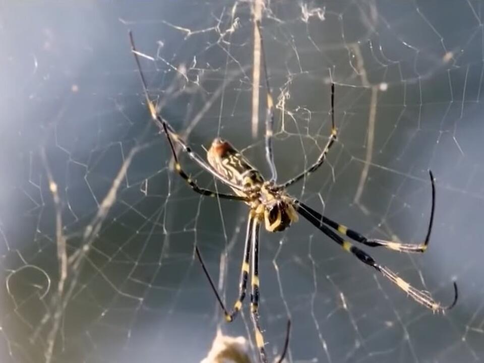 Experts Say Don’t Squash These Invasive Flying Man-Hand-Sized Japanese ...