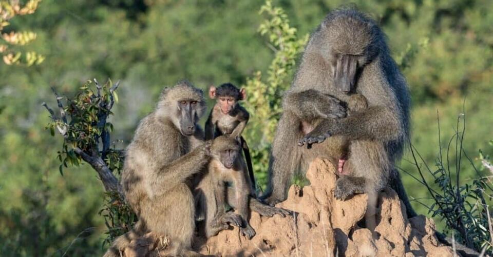 Monkey Lifespan: See How Long the Different Types of Monkeys Live ...