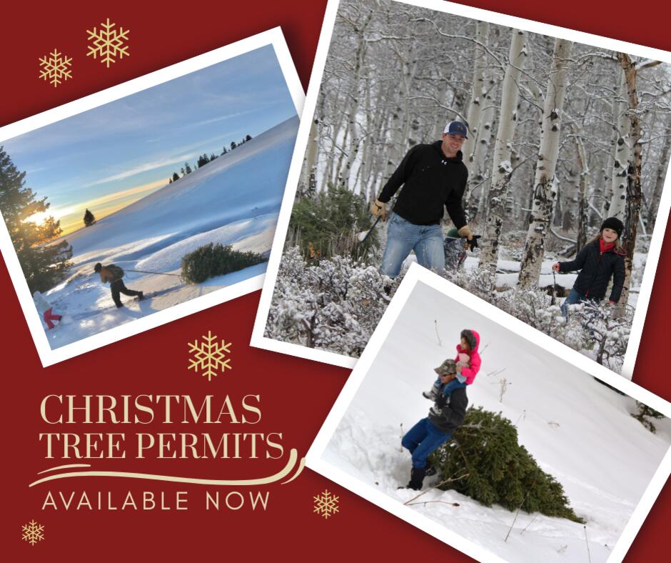 Christmas Tree Permits Available Through BLM and Forest Service - NewsBreak